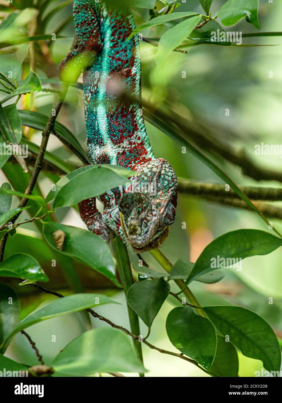 Chameleon hanging in a tree at masoala rainforest Stock Photo - Alamy