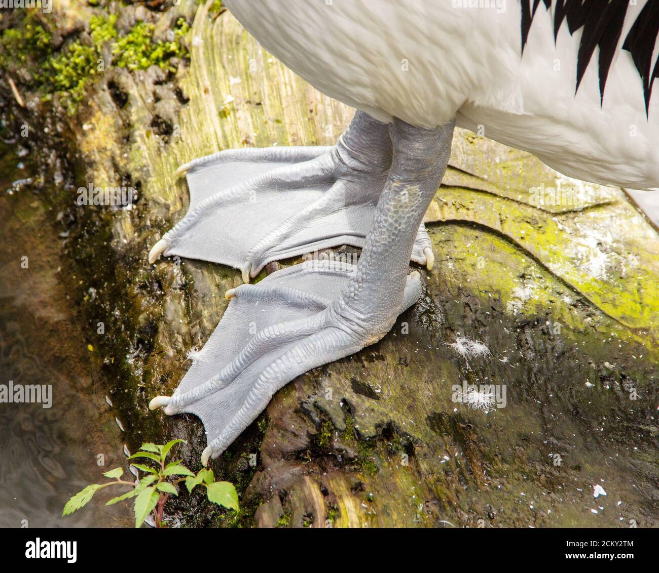Seabird webbed feet swimming hi-res stock photography and images - Alamy