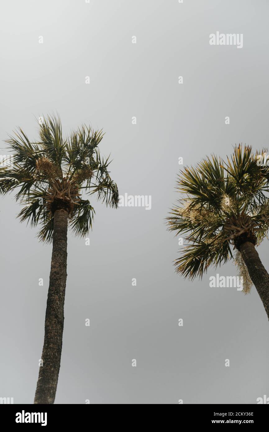 Palm trees stock photo Stock Photo - Alamy