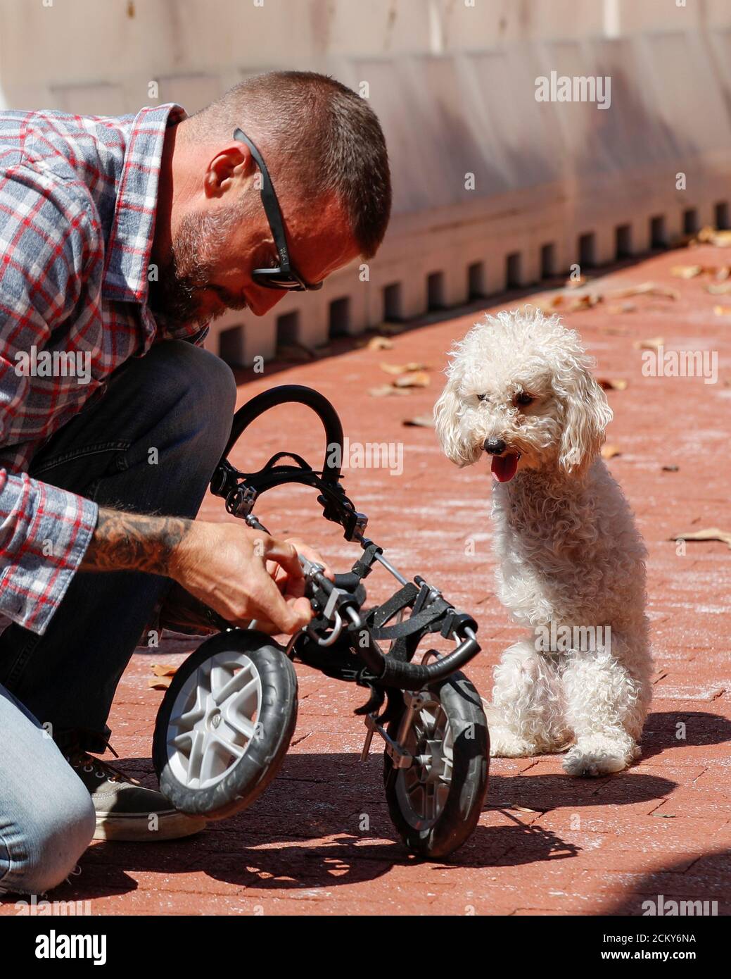 Animal hind legs cart hi-res stock photography and images - Alamy