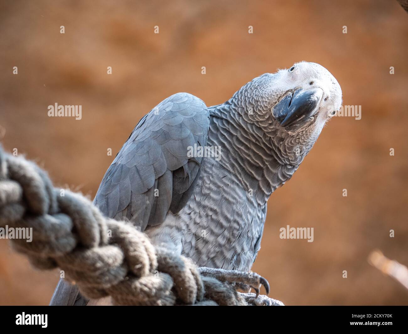 African Gray Parrot closeup Stock Photo - Alamy