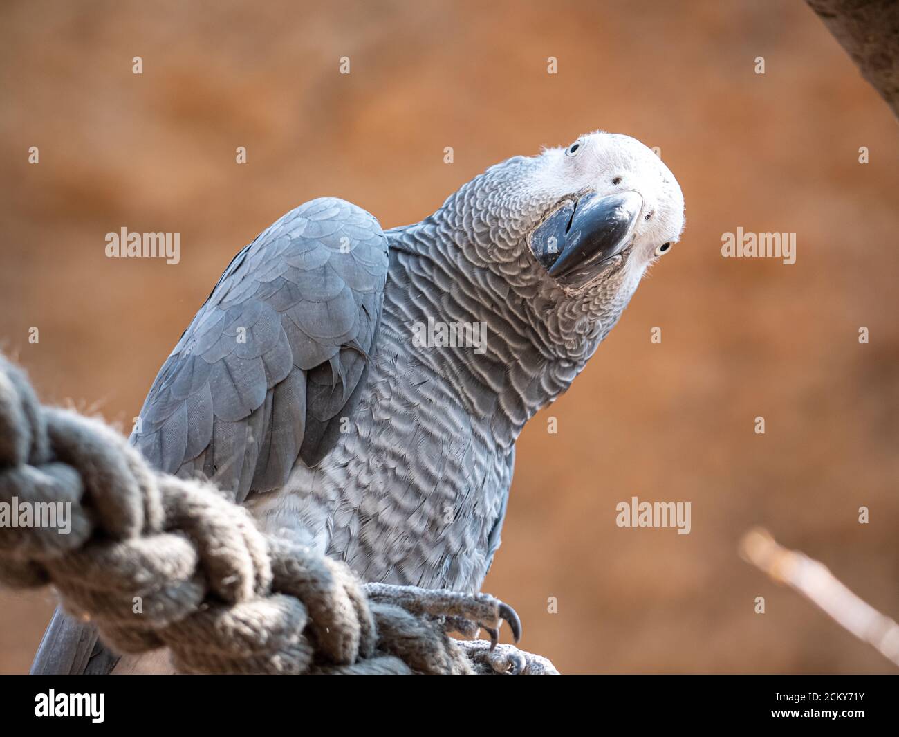 African grey parrot tree hi-res stock photography and images - Alamy