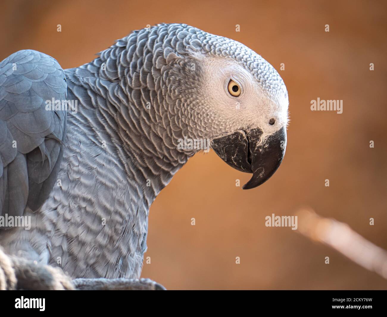 African green parrot hi-res stock photography and images - Alamy