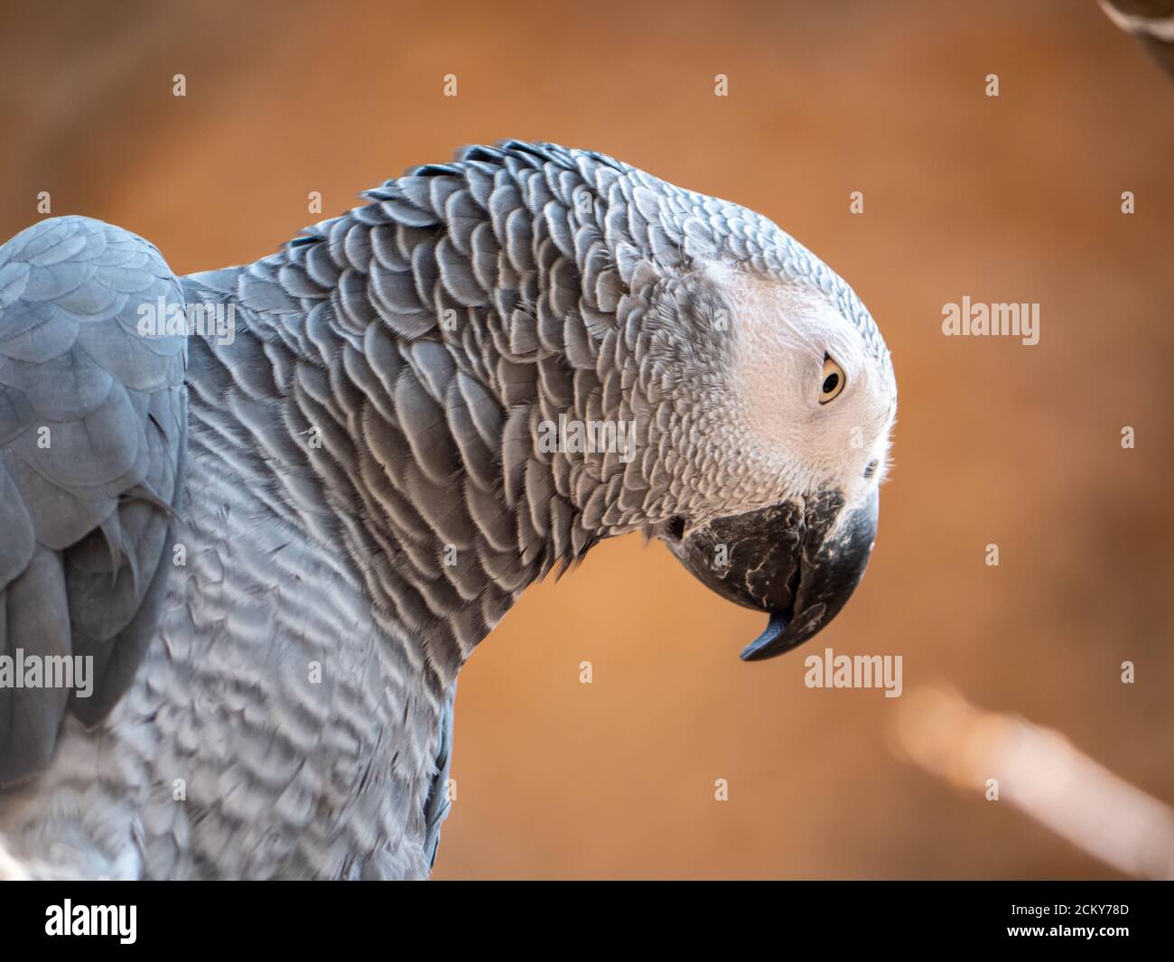 Congo African Gray Parrot High Resolution Stock Photography and Images ...