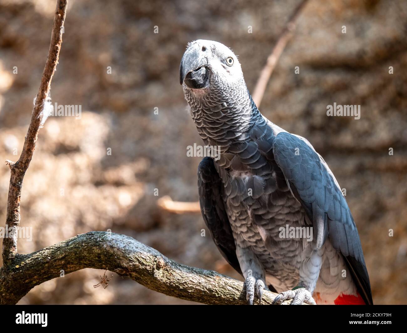 Parrot closeup hi-res stock photography and images - Alamy