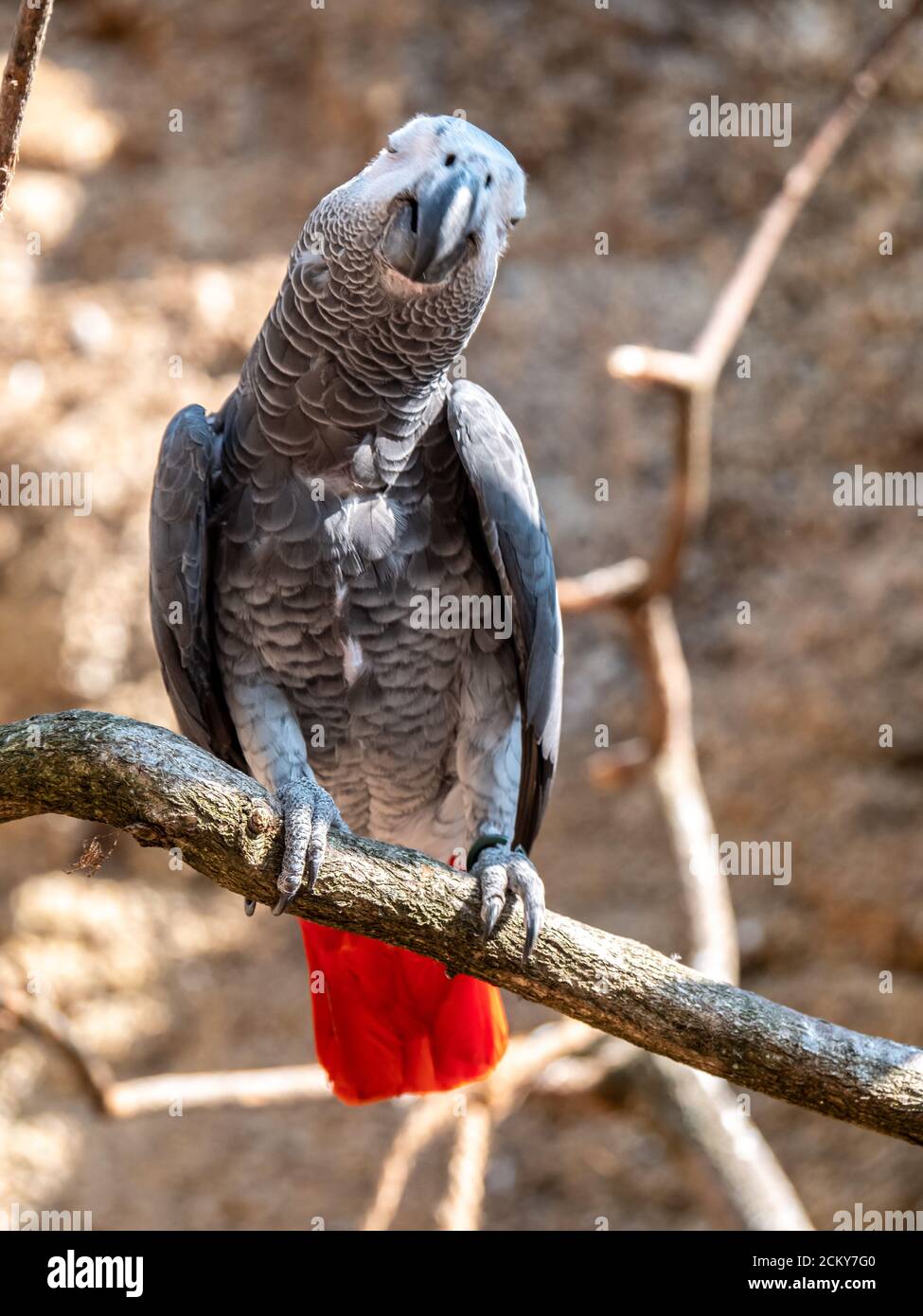 African parrot grey feather hi-res stock photography and images - Alamy