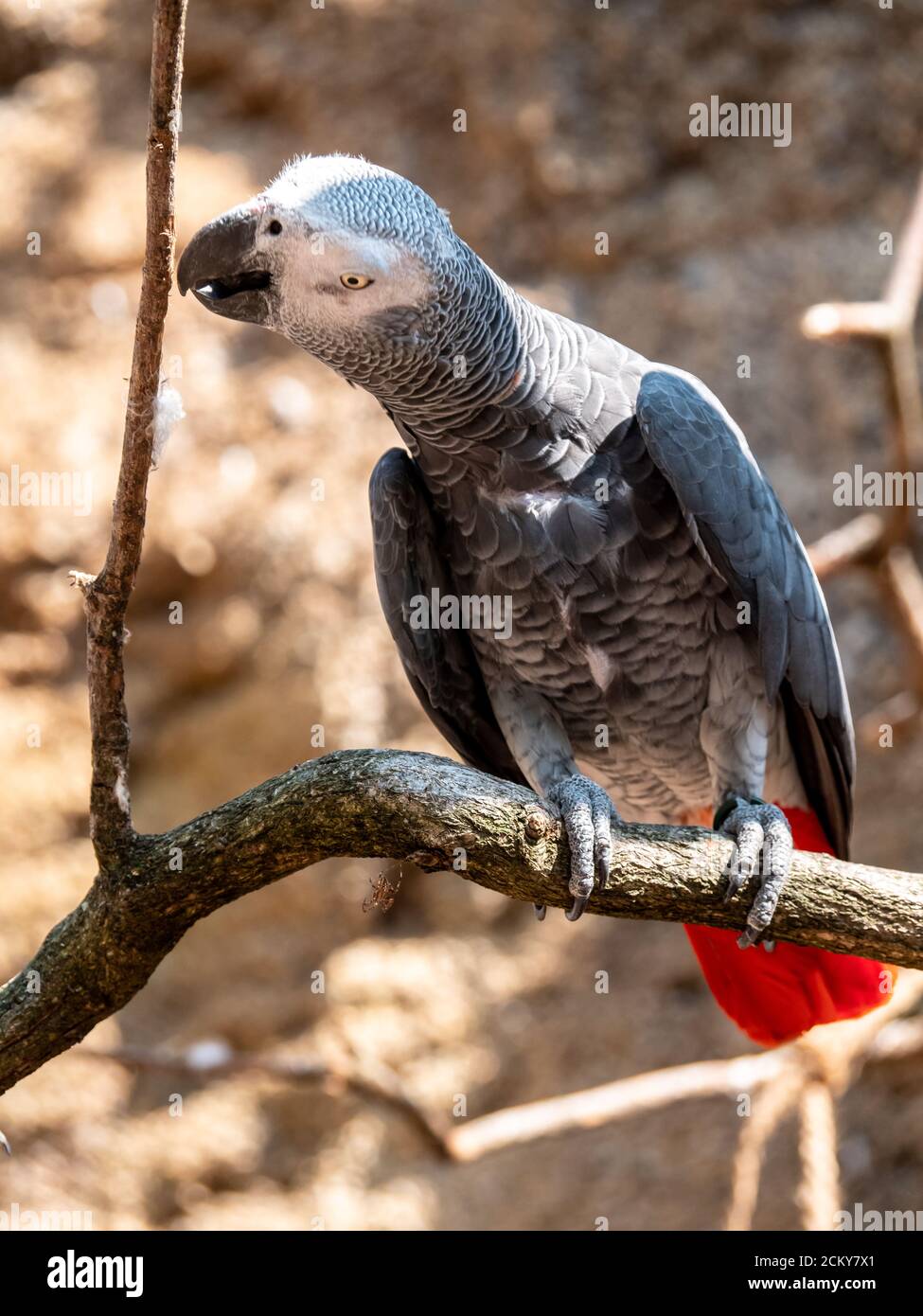 African parrot grey feather hi-res stock photography and images - Alamy