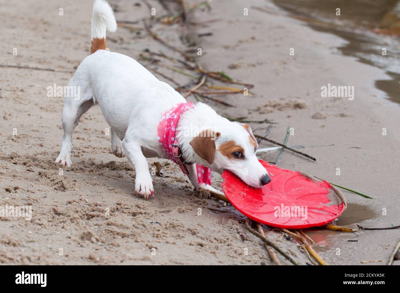 Jack Russell Terrier dog is playing in frisbee Stock Photo - Alamy