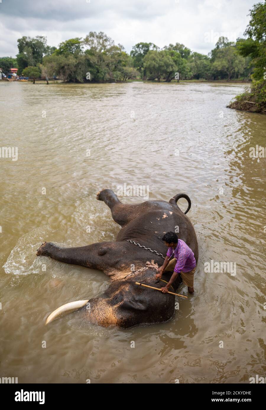 Elephants in Dubare elephant camp in Kodagu, Coorg, Karnataka, India ...