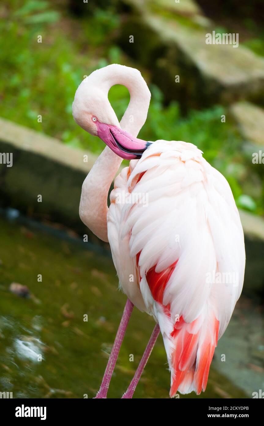 Lesser andean flamingo hi-res stock photography and images - Alamy