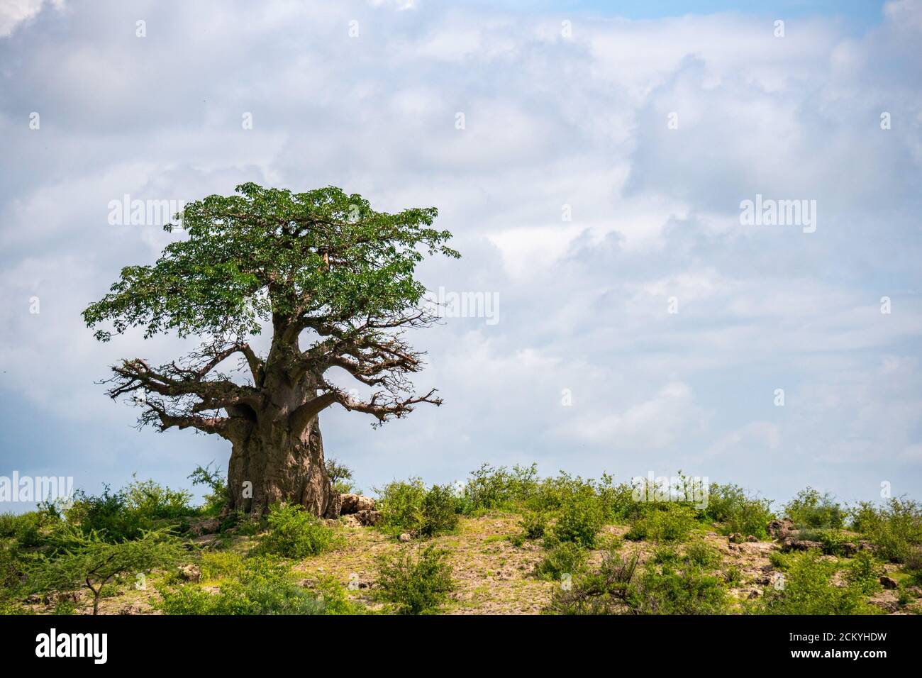 A lonely baobab tree On the top of Slope against cloudy sky background ...
