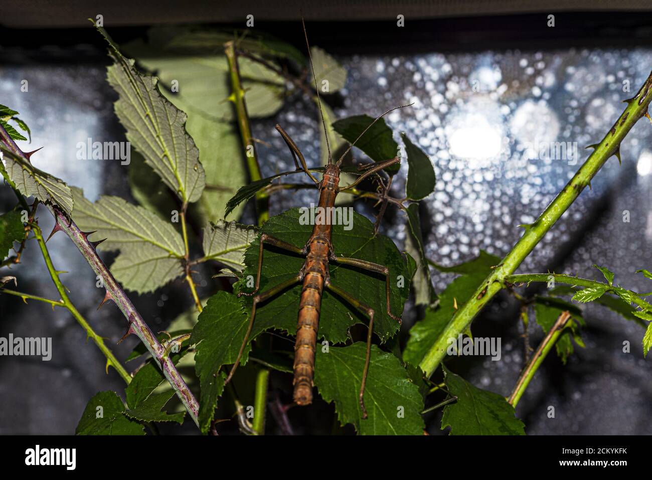 A closeup shot of a Stick Insect scientifically known as Phasmatodea ...