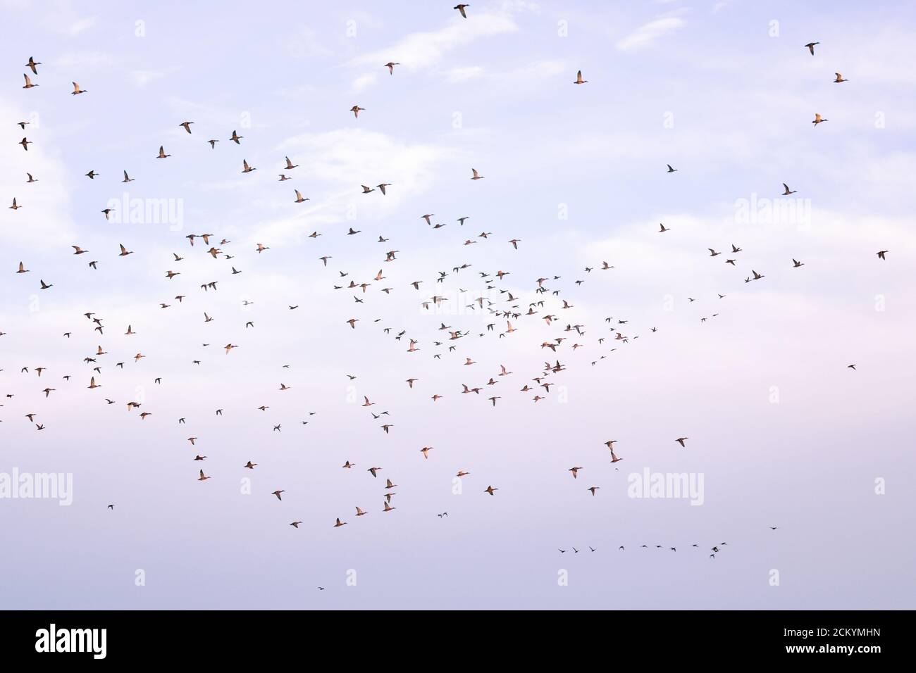 Flock of birds flying against a cloudy sky during migration Stock Photo ...