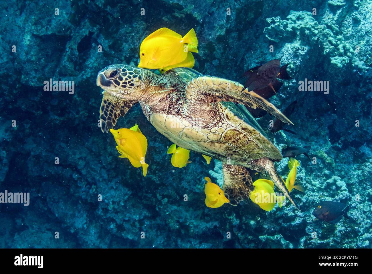 Green Sea Turtle, Chelonia mydas, being cleaned by yellow tang ...