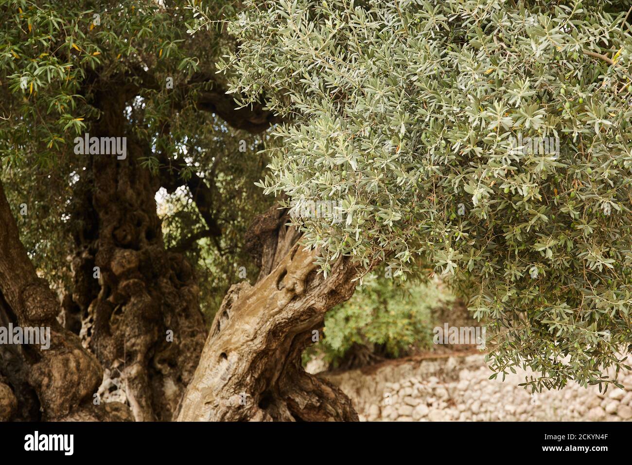 Closeup of olive trees in a garden under the sunlight with a blurry ...