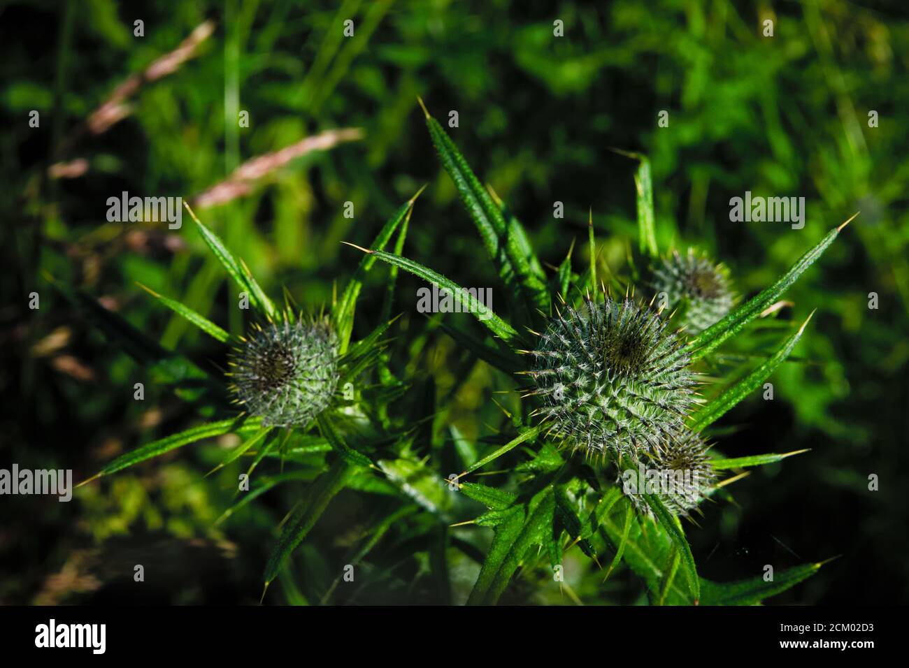 Close-up of the leaf lobes of a spear thistle also kwon as common ...