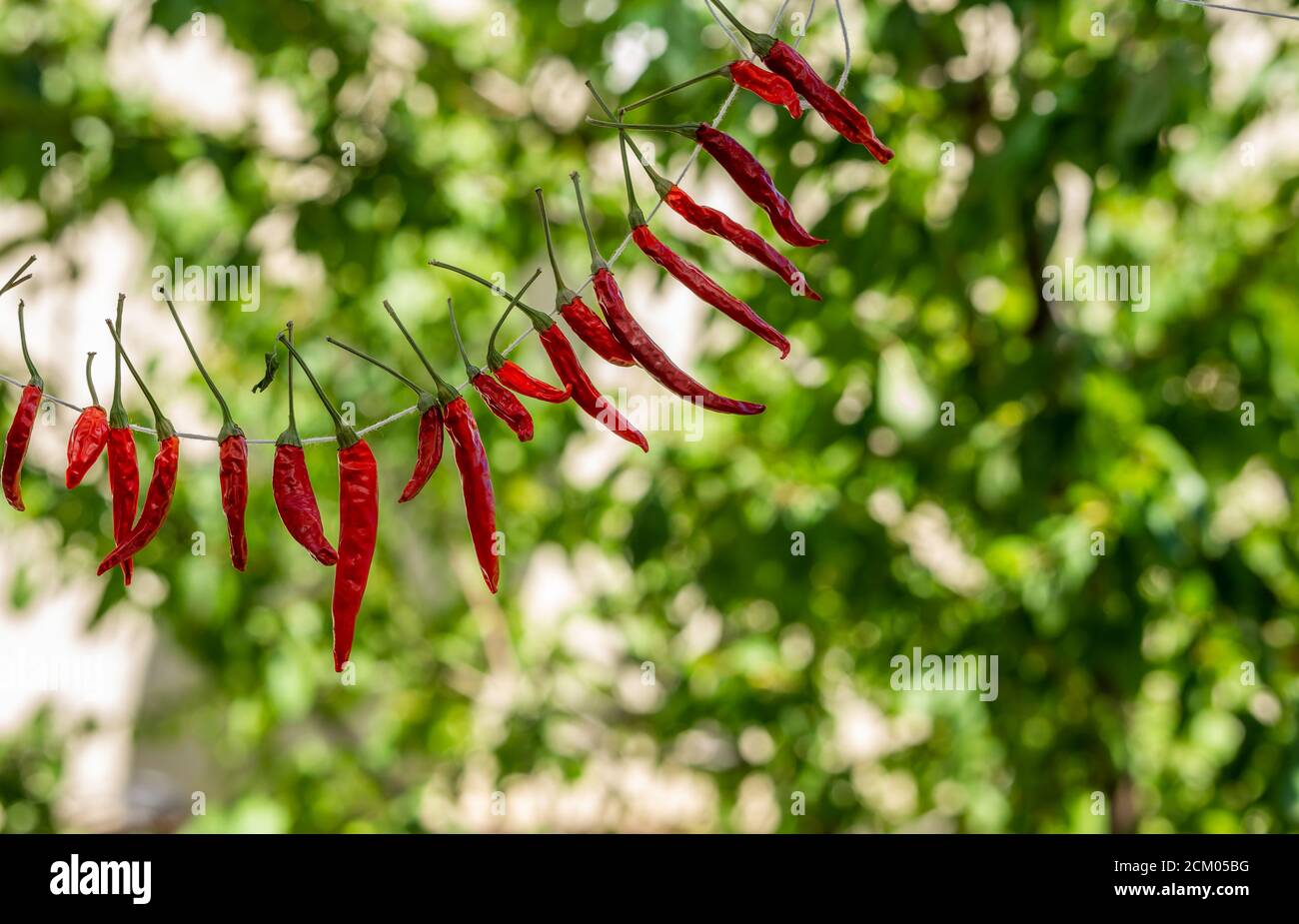 Bunch dried red chilli peppers hi-res stock photography and images - Alamy
