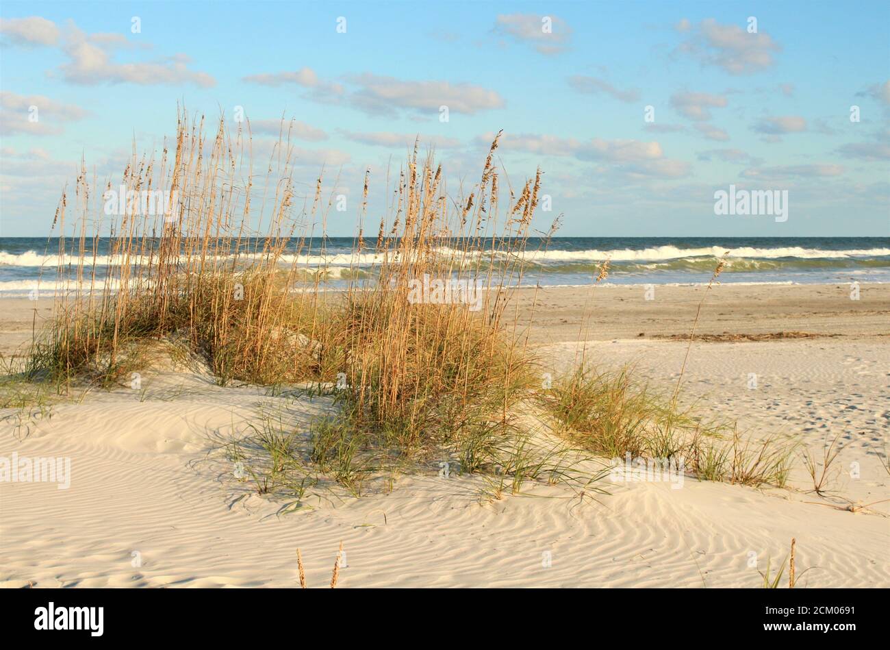 Sea oats and sand dunes on a beach Stock Photo - Alamy