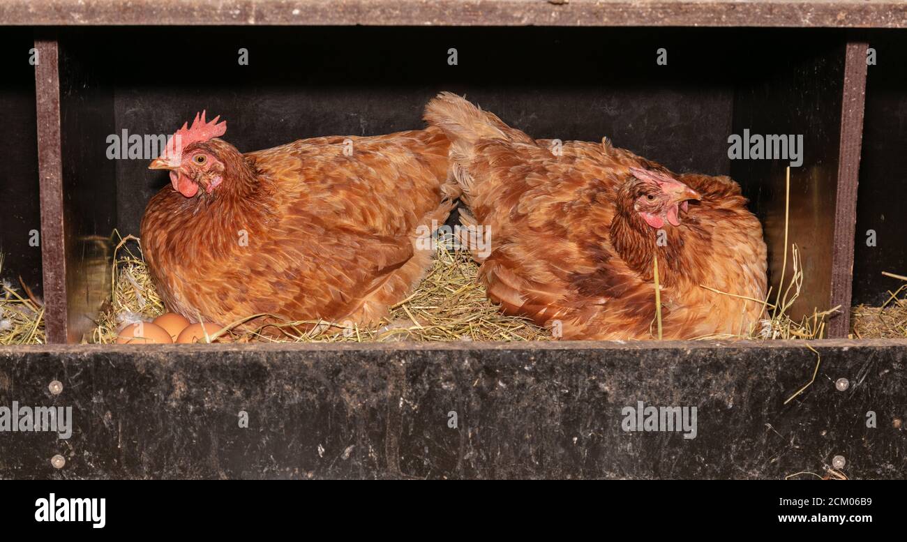 laying hens in a nest box with straw Stock Photo - Alamy