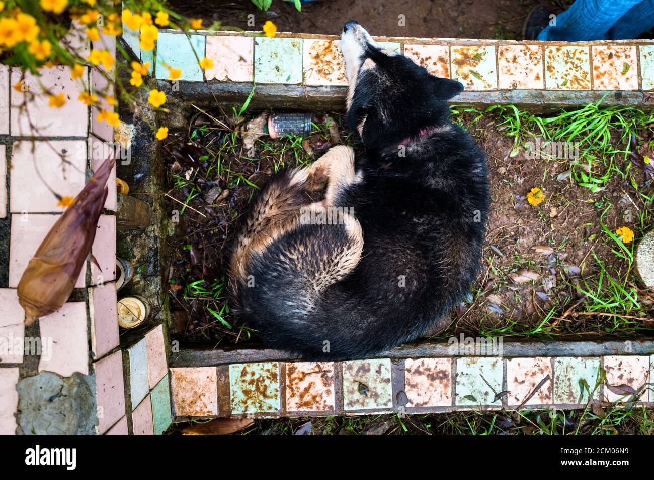 Grave dog death grave gravestone hi-res stock photography and images ...