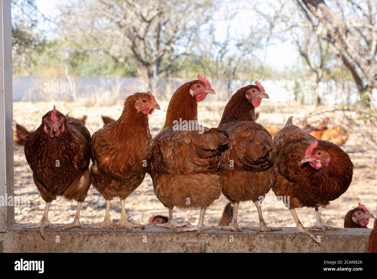 Several laying hens looking in of their henhouse Stock Photo - Alamy