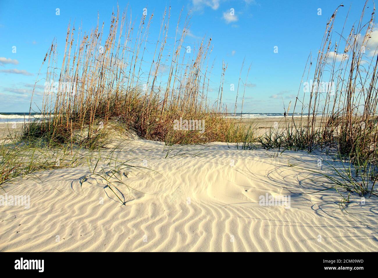 Sea oats and sand dunes on a beach Stock Photo - Alamy