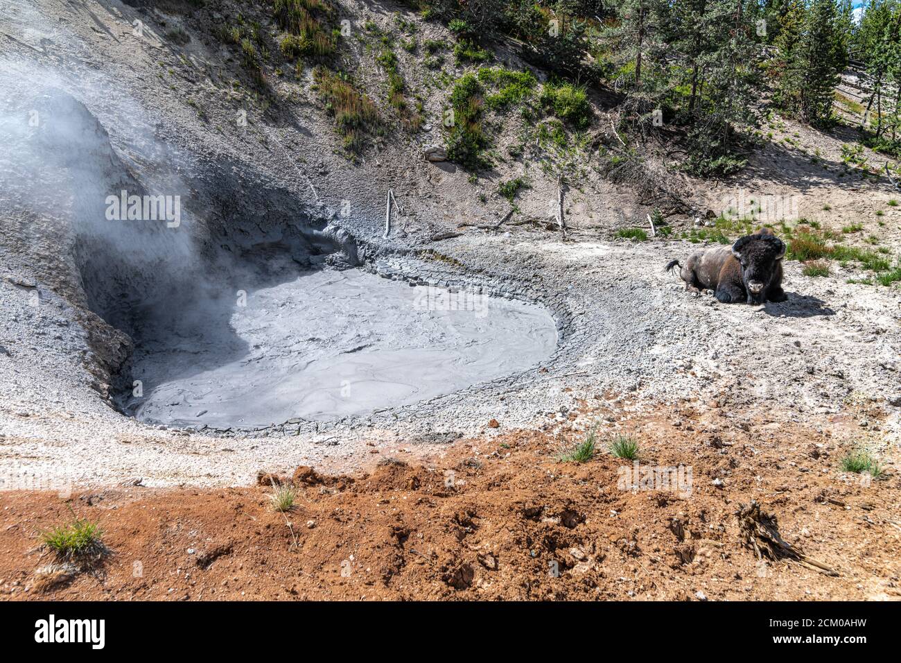 Mud Volcano Area with Bison, Yellowstone National Park Stock Photo - Alamy