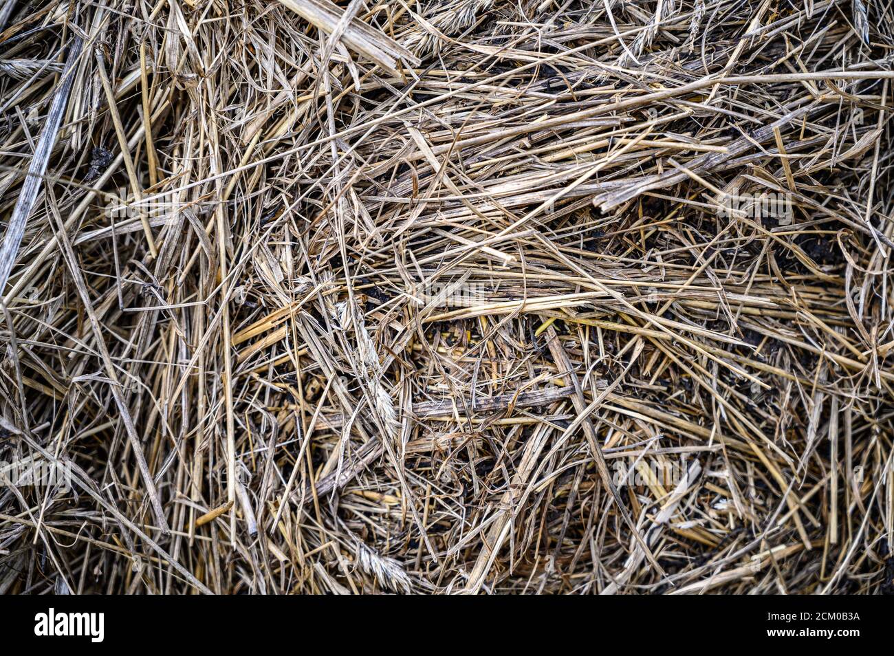 Close-up of dry straw texture background. Packed Gray hay Stock Photo ...