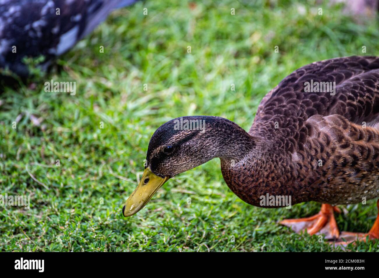 Wild duck nibbles the grass in the field. A brown duck is trying in the ...