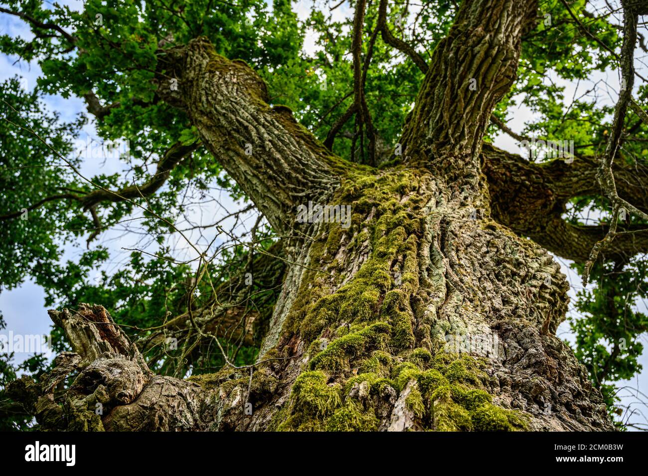 Oak tree from bottom to top hi-res stock photography and images - Alamy