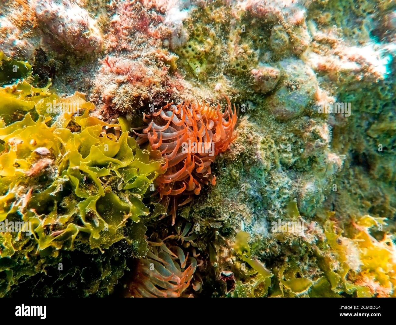 Yellow aiptasia glasrose Mediterranean sea anemone - Aiptasia diaphana ...