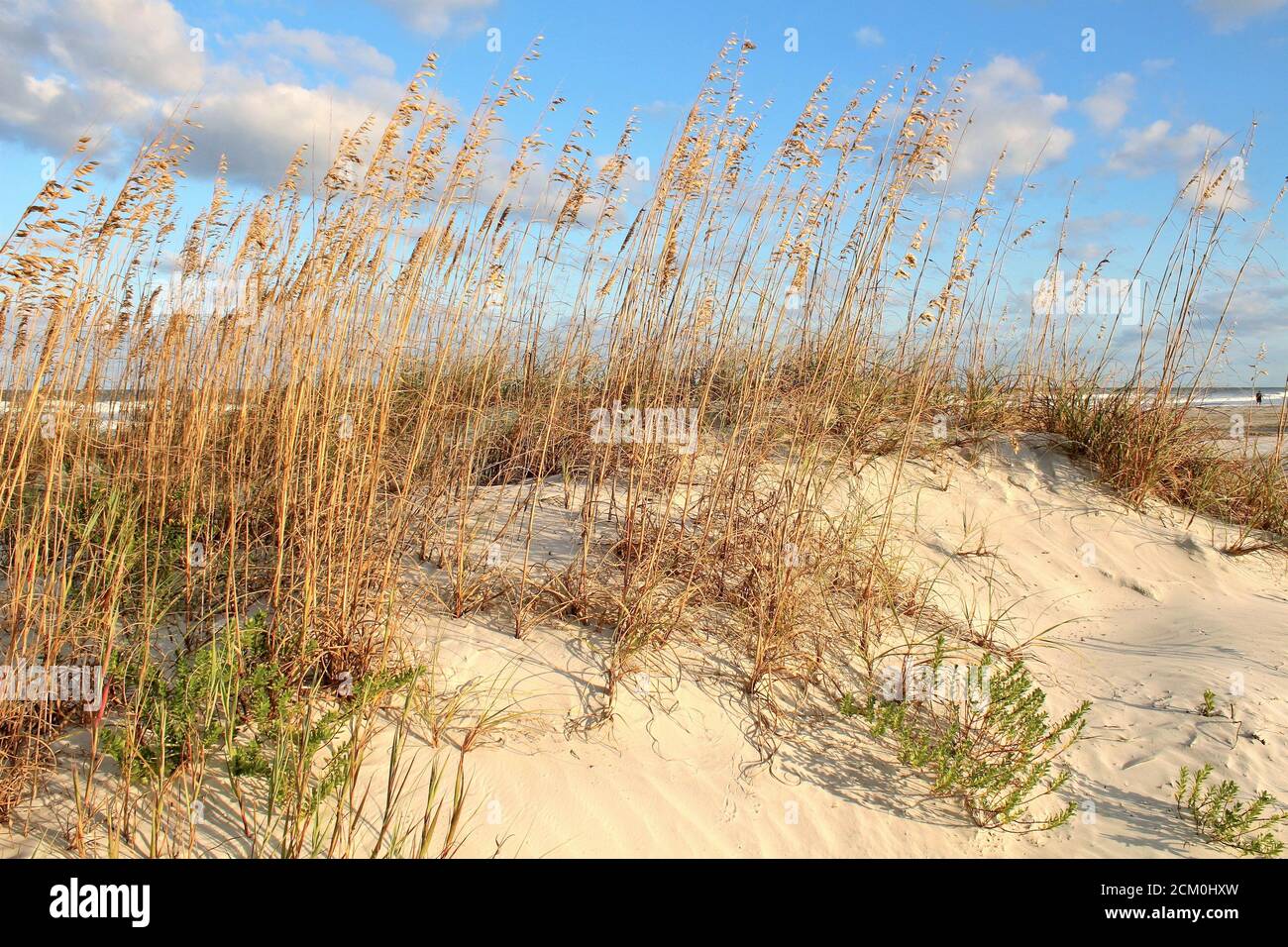 Sea oats and sand dunes on a beach Stock Photo - Alamy