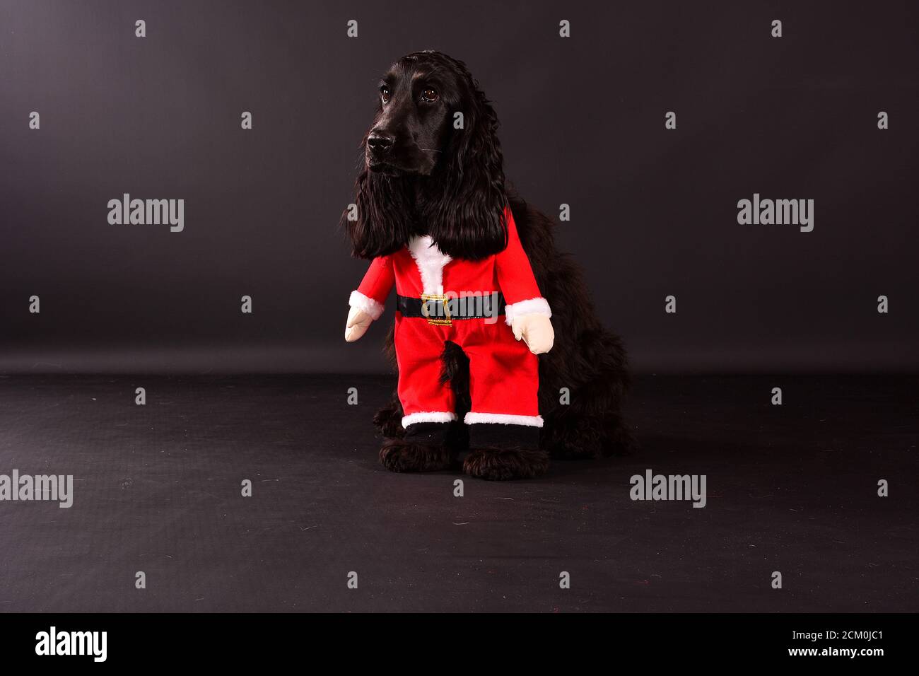 Adorable black Cocker Spaniel dog wearing a Santa Claus costume Stock ...