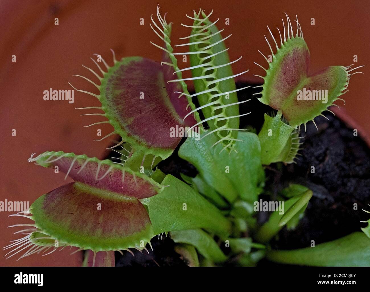 Flytrap plant hi-res stock photography and images - Alamy