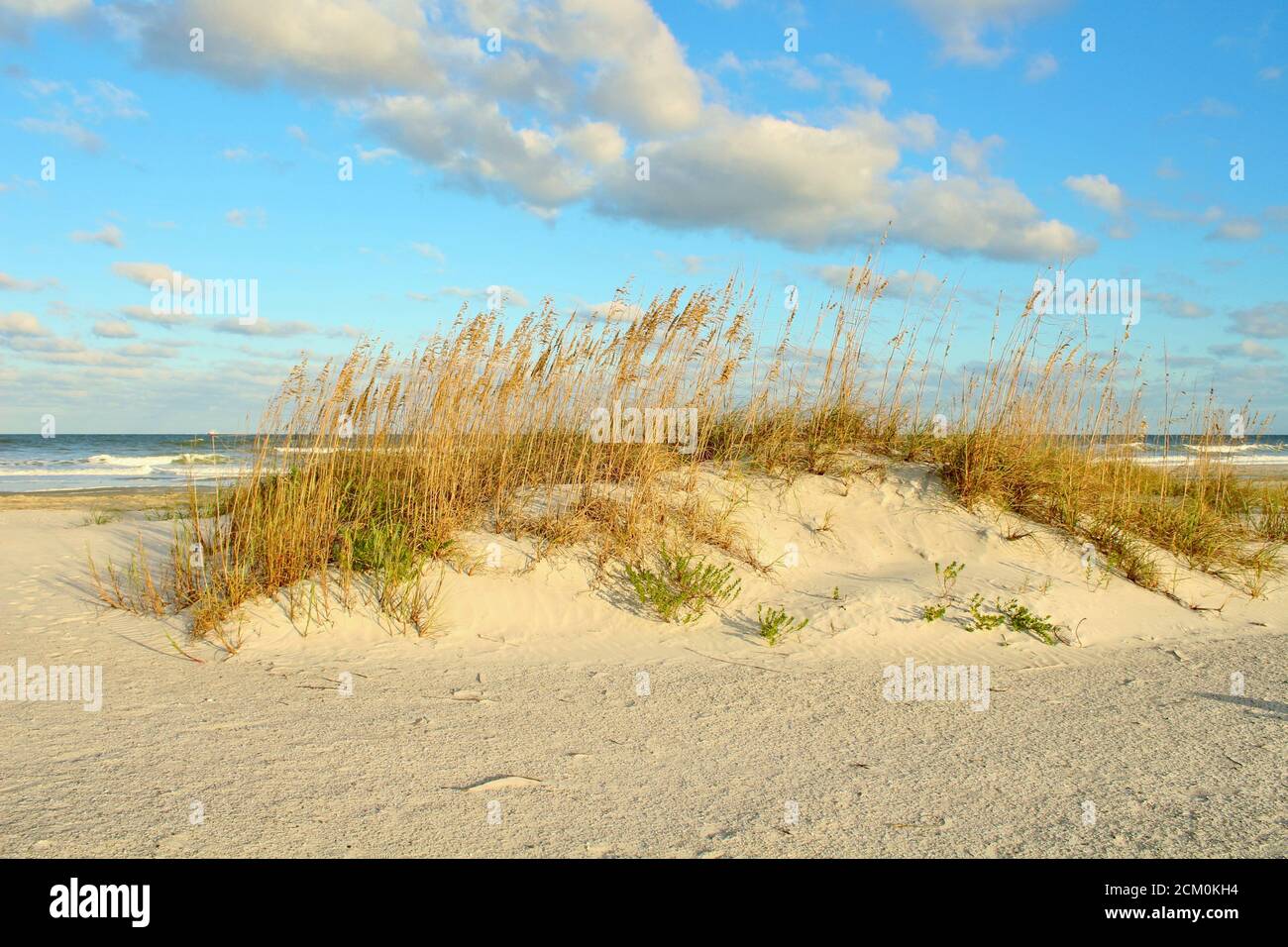 Sea oats and sand dunes on a beach Stock Photo - Alamy