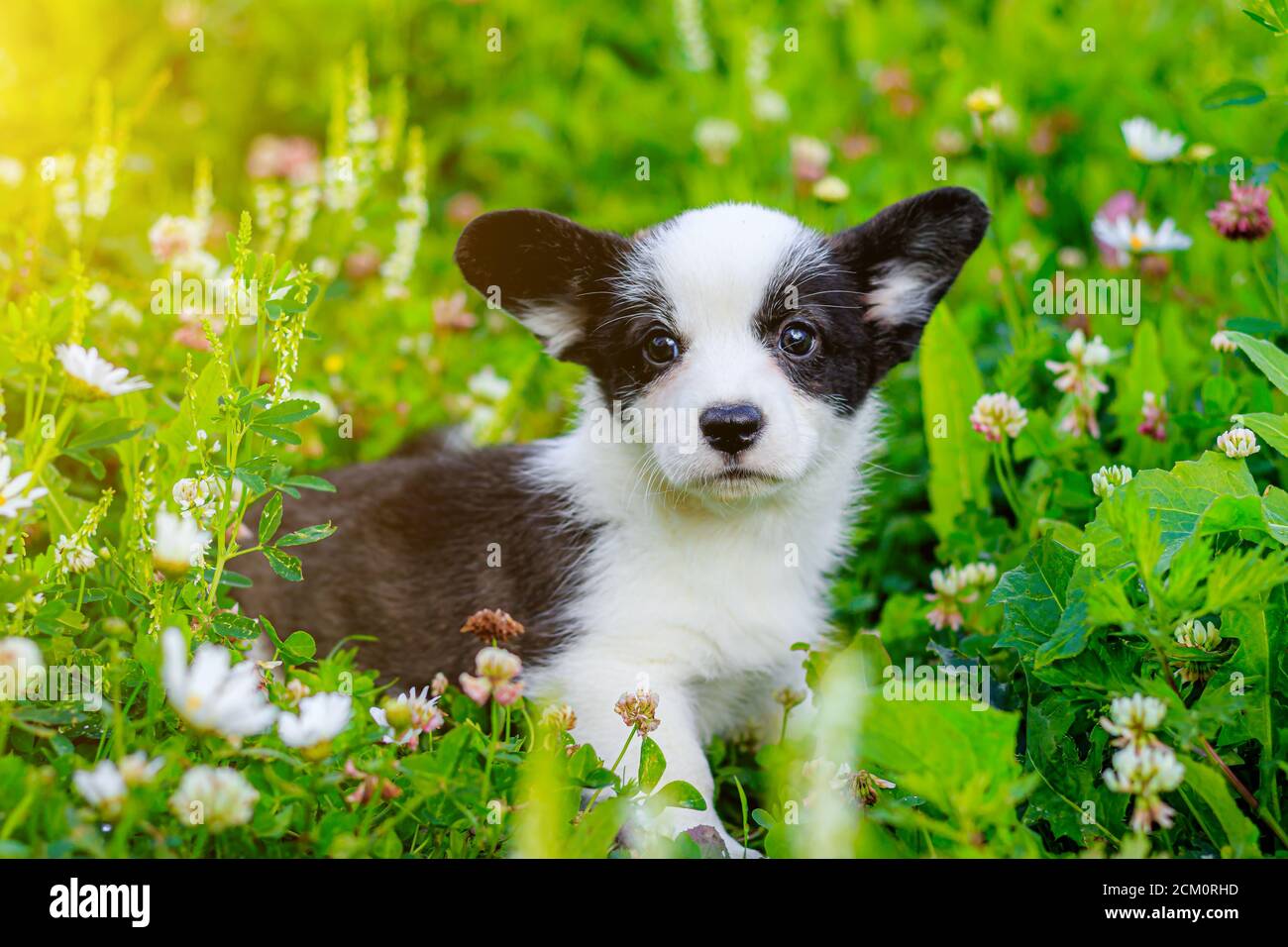 Cute Dog High Resolution Stock Photography and Images - Alamy