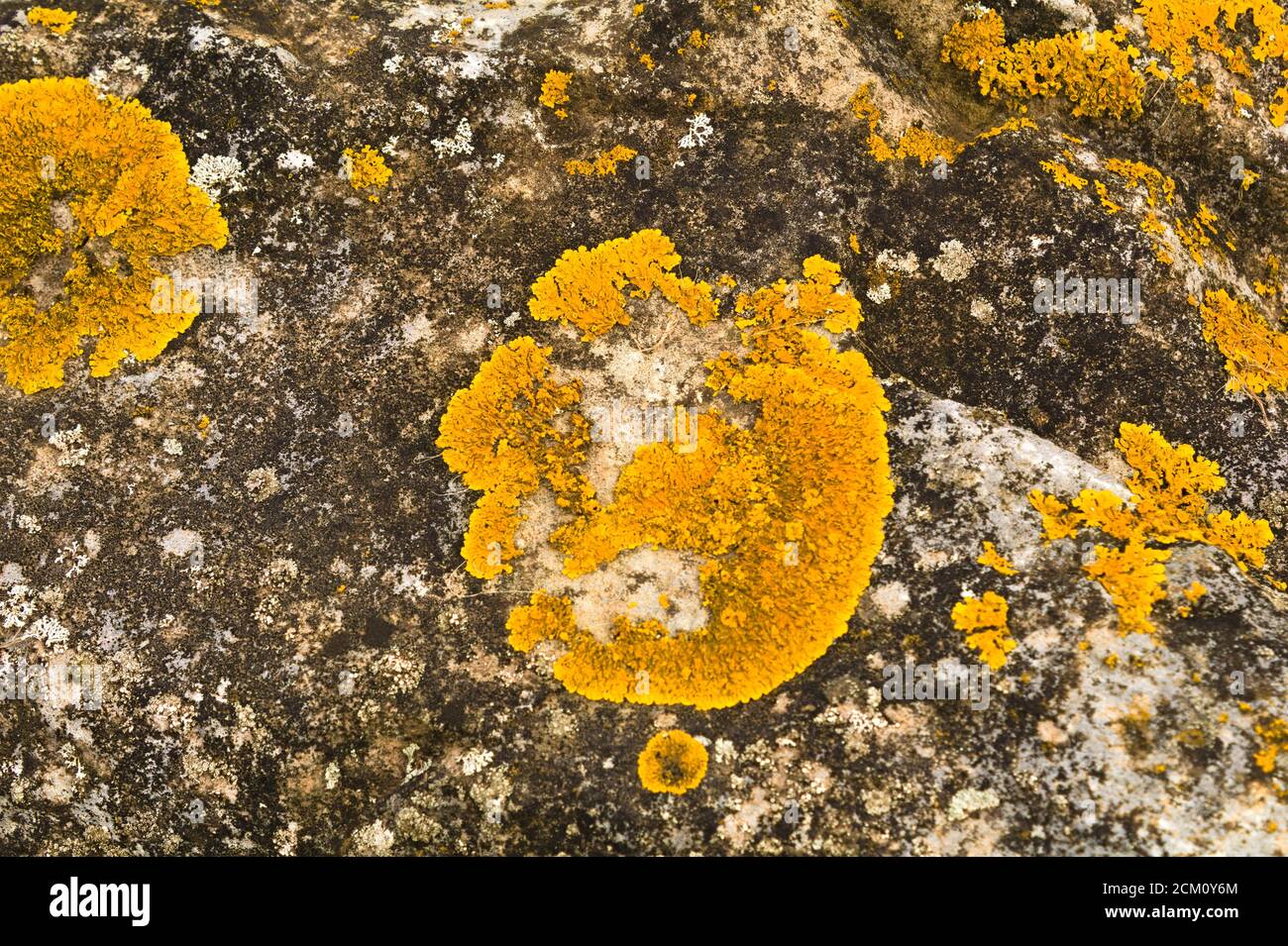 yellow lichen on the rock Stock Photo - Alamy