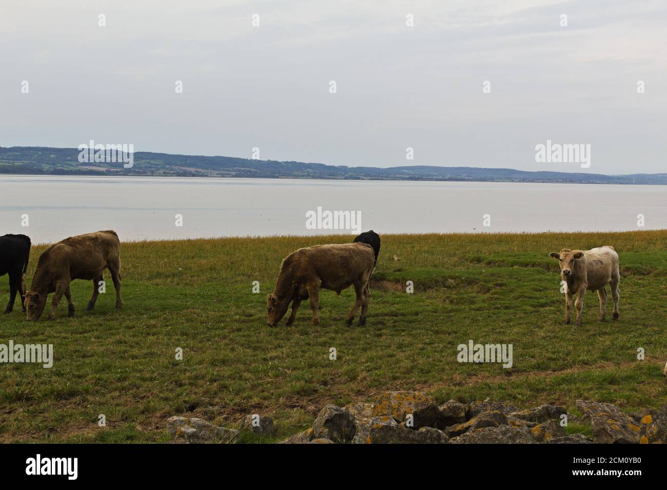 heard of cows grazing by a river Stock Photo - Alamy