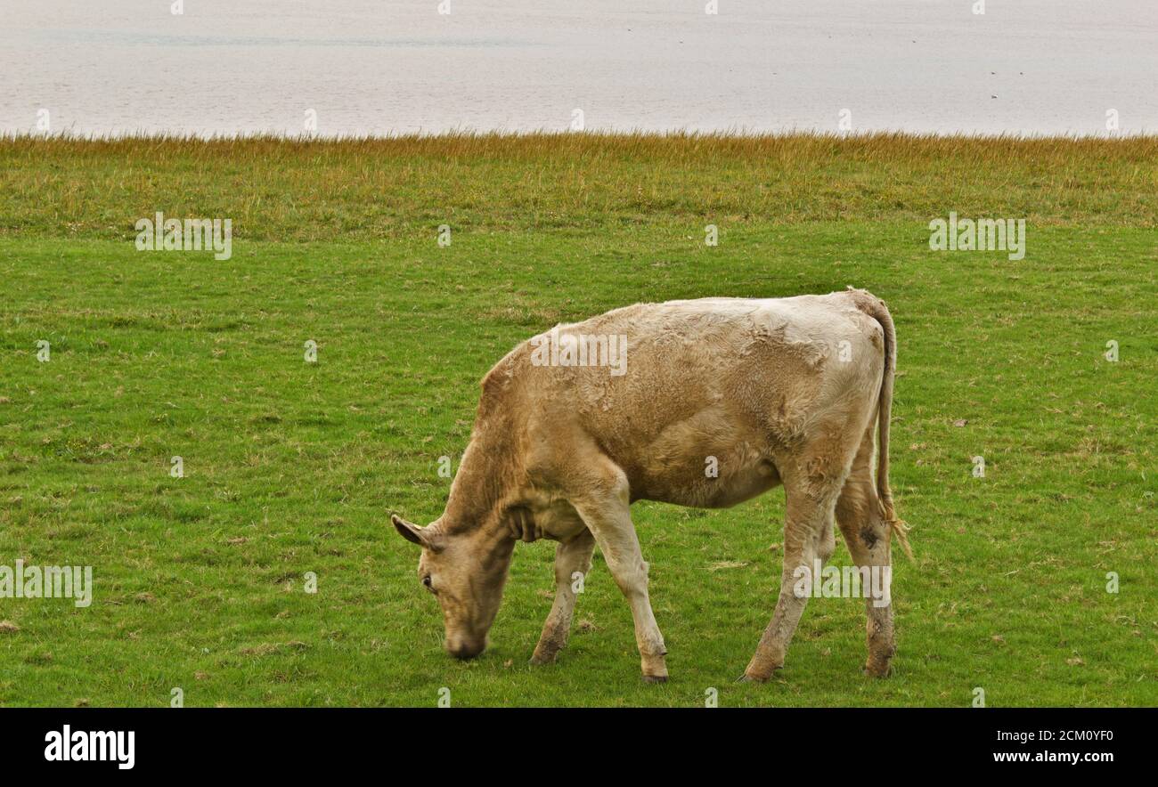 Cute sea cow hi-res stock photography and images - Alamy