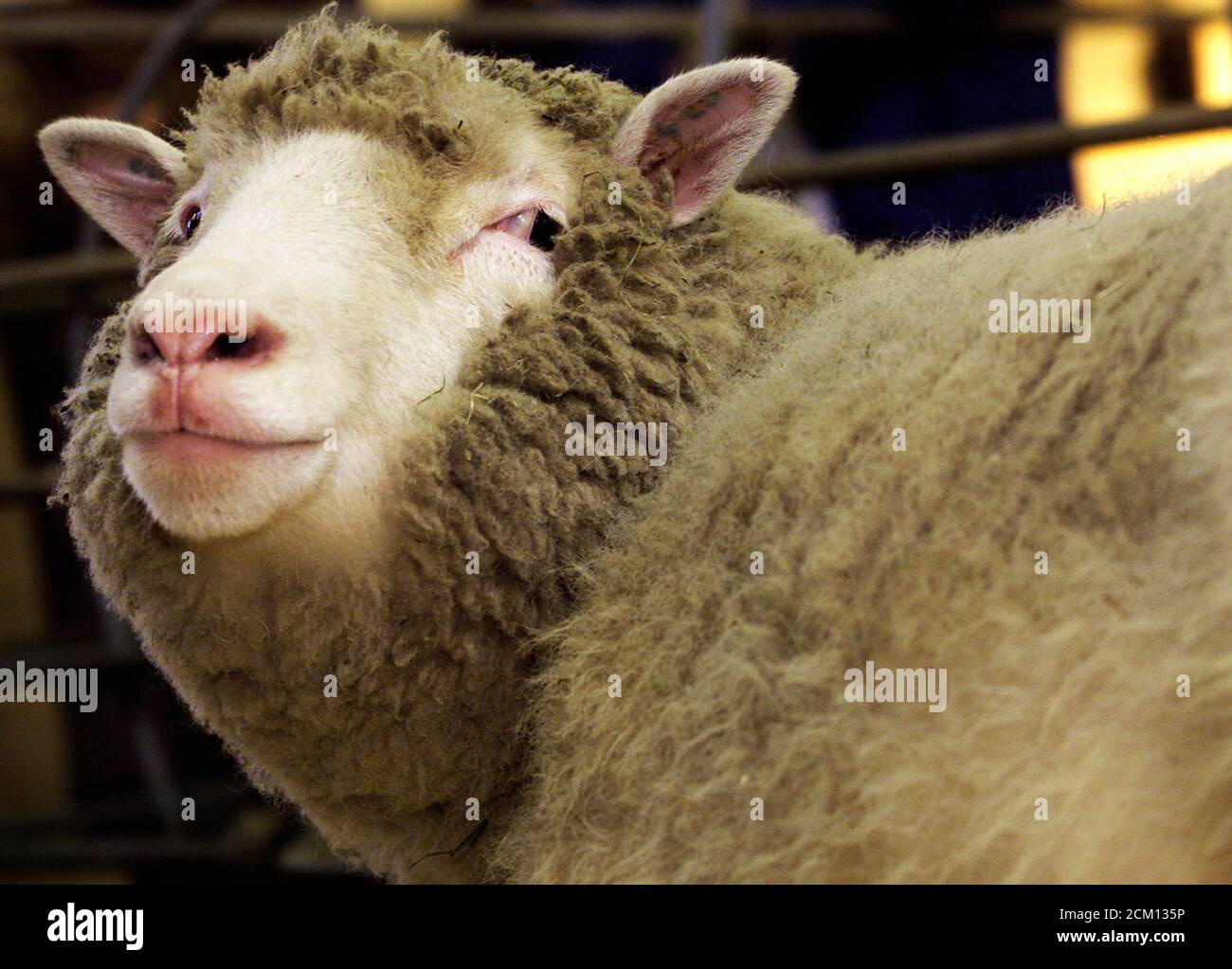 Sheep bleats hi-res stock photography and images - Alamy