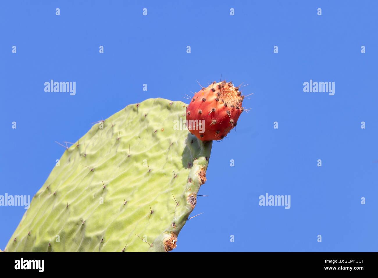 Prickly pear cactus close up with fruit in red color. Opuntia, commonly ...