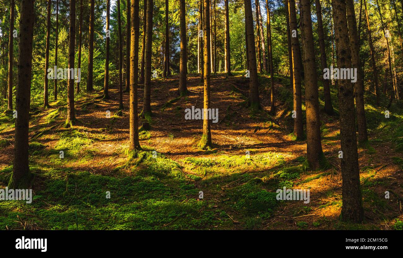 Sun rays coming through woods hi-res stock photography and images - Alamy