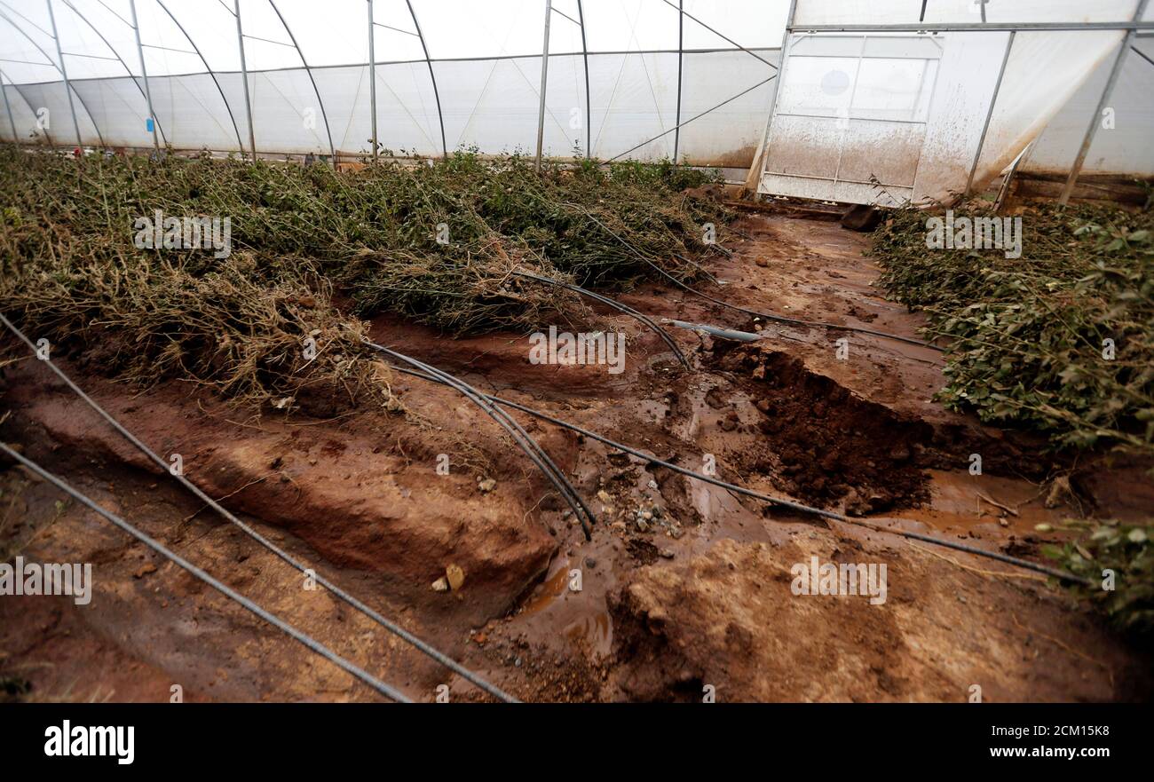 Rose farm kenya hi-res stock photography and images - Alamy