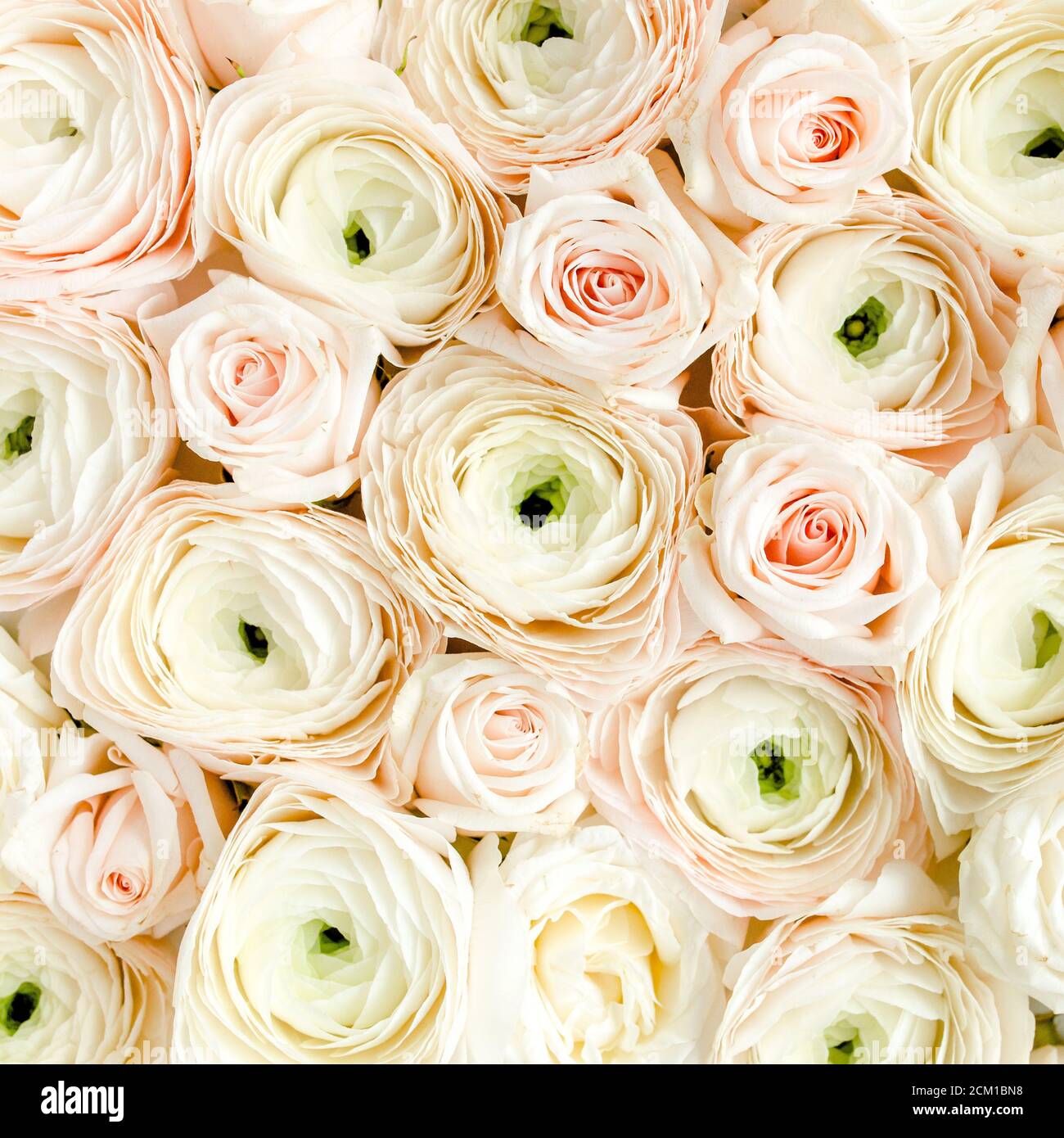 Bouquet, texture of pink ranunculus and roses flower close up. Flat lay ...