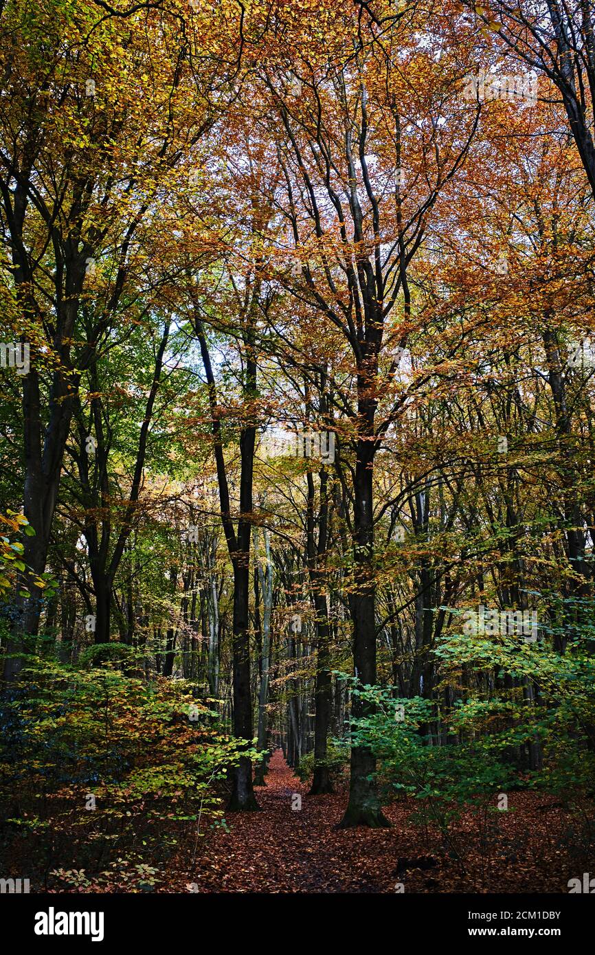 Autumn in the Forest, Wide Angle View, Long Shot Stock Photo - Alamy
