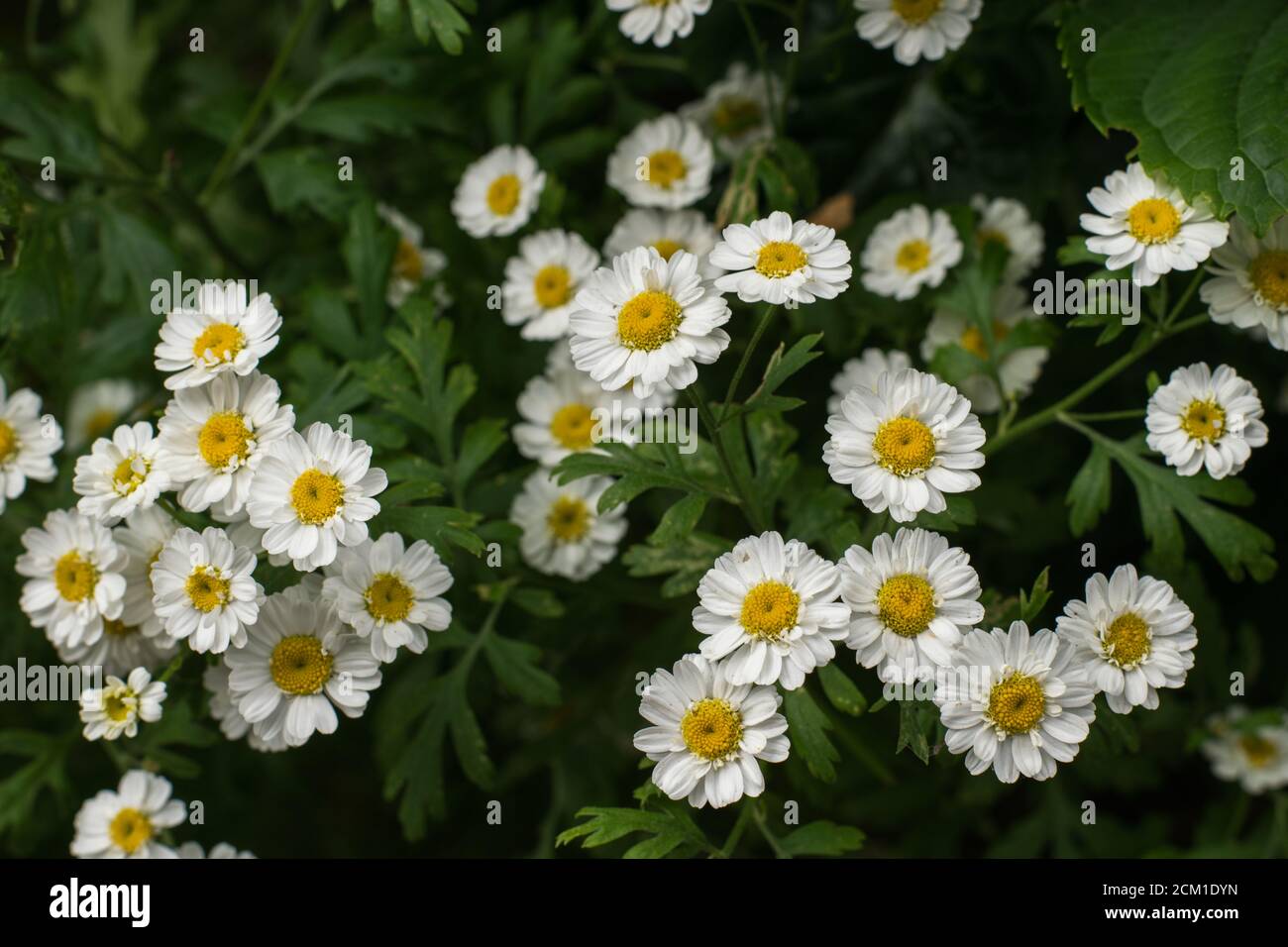 Beautiful daisies hi-res stock photography and images - Alamy