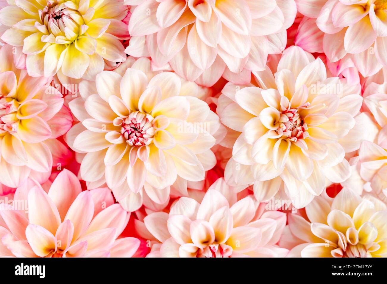 Beautiful pattern texture of pink flowers dahlias and roses buds on ...