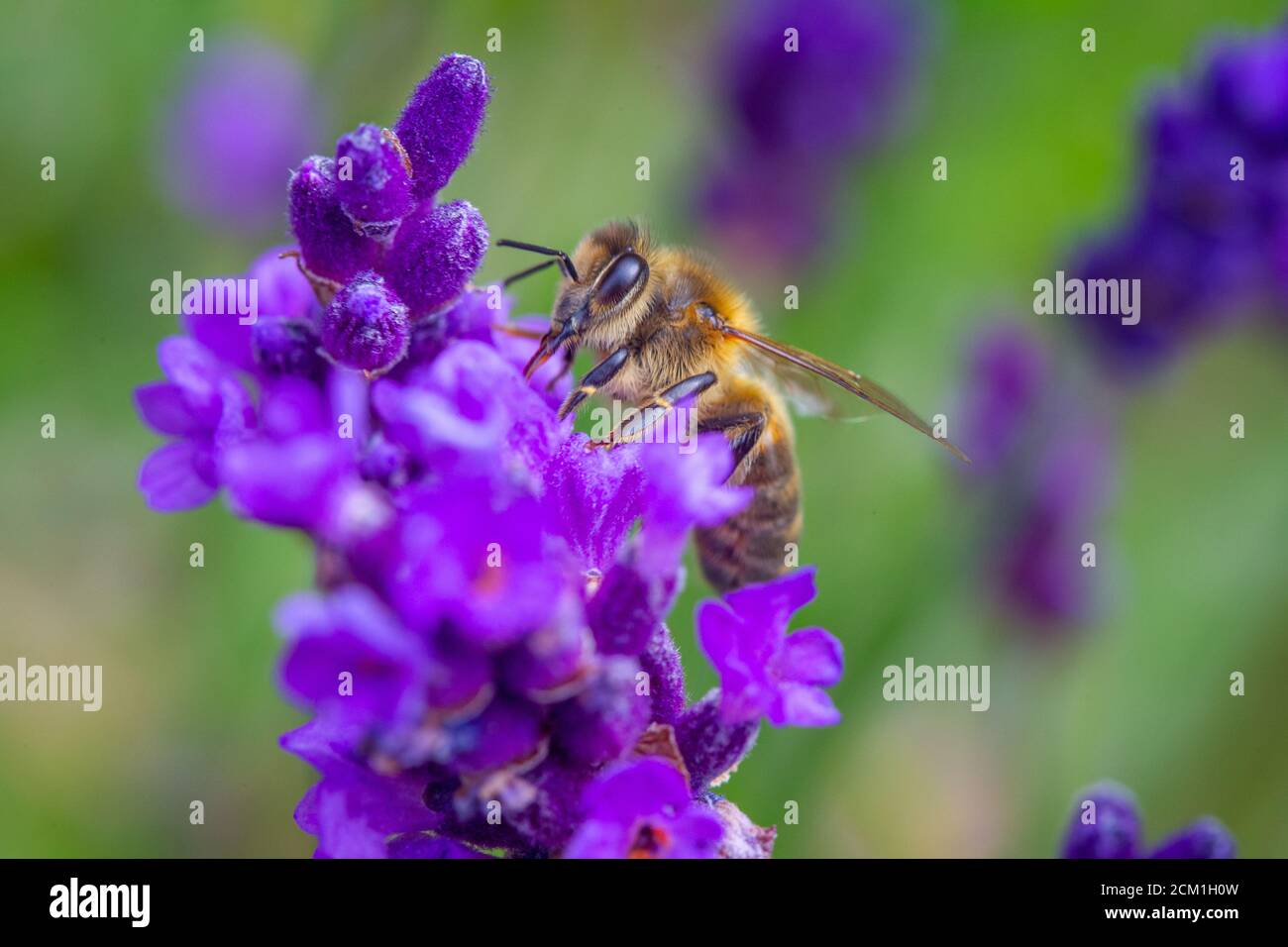 Honey Bee taking pollen from a Lavender plant in an English Garden ...