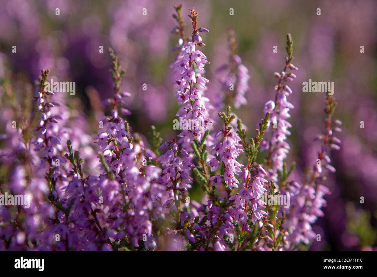 Heather plant closeup detail of blossom on Haworth Moor Stock Photo - Alamy