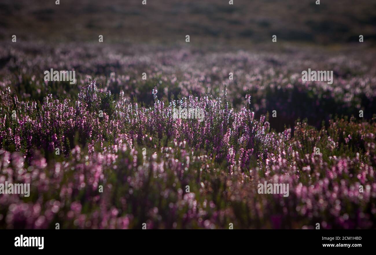 Heather plant closeup detail of blossom on Haworth Moor Stock Photo - Alamy
